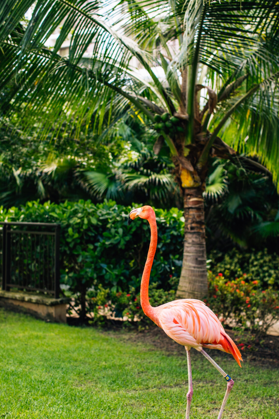 Yes, Flamingo Yoga In The Bahamas Is Worth It - Betches